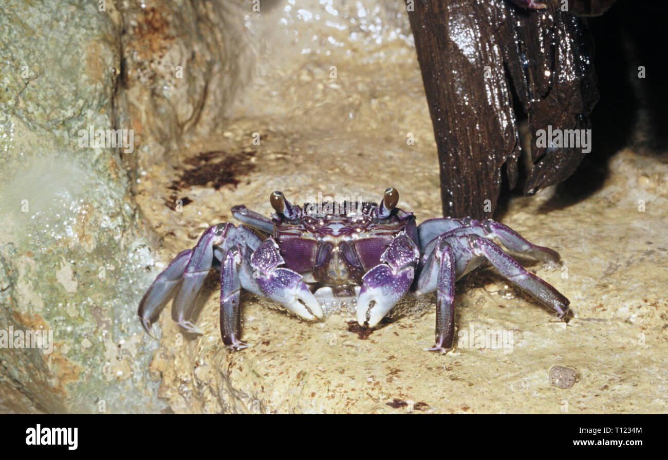 Violet vinegar crab (Episesarma versicolor Stock Photo - Alamy
