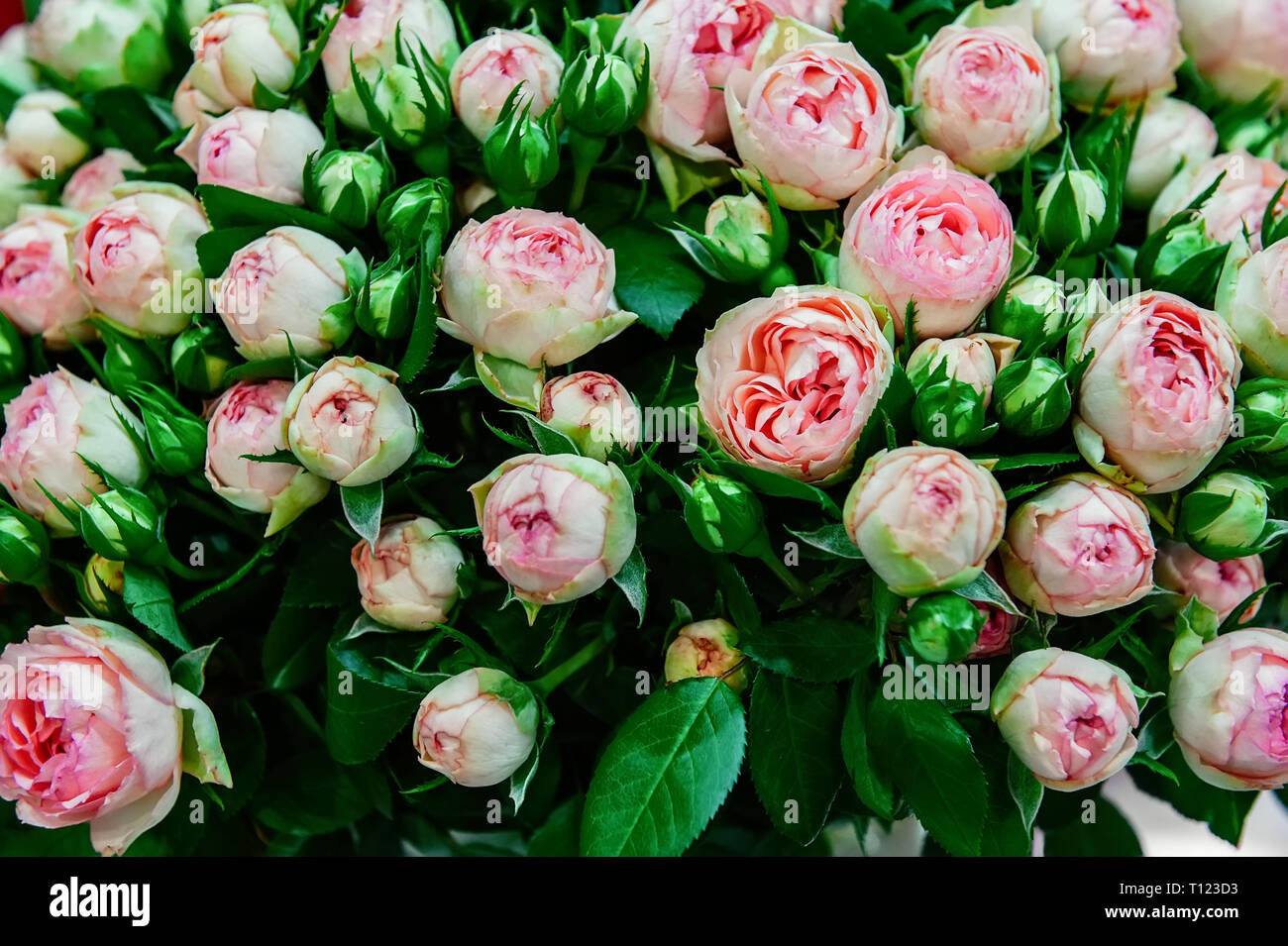 Exotic roses from scarlet red elite modern varieties in the bouquet as ...