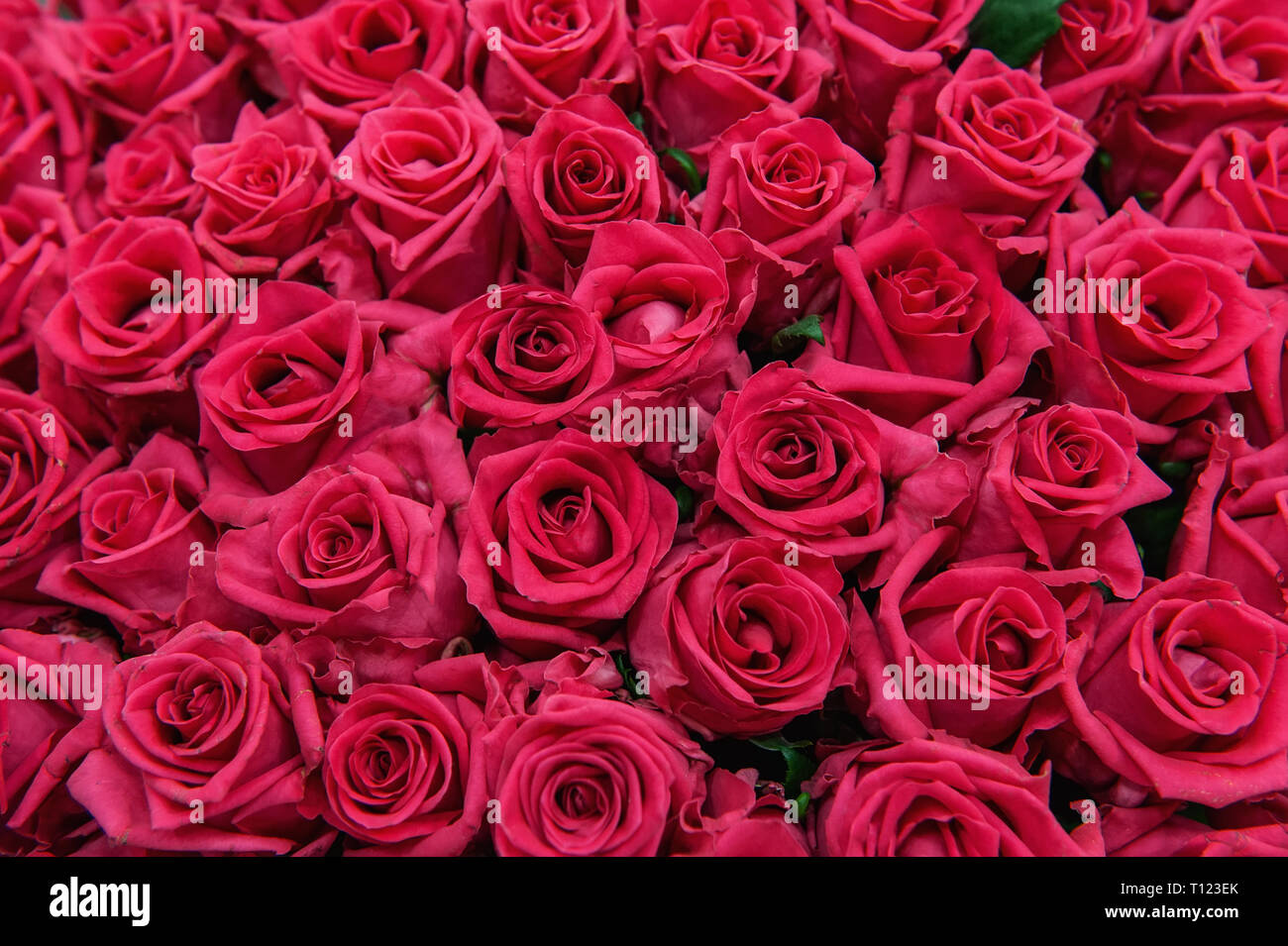 Exotic roses from scarlet red elite modern varieties in the bouquet as ...