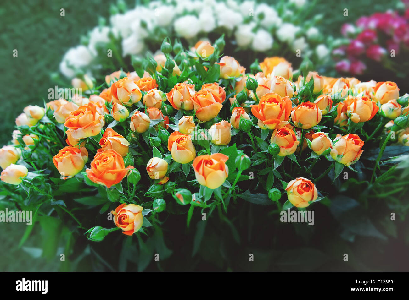 Exotic Roses of pink modern elite varieties in the bouquet as a gift ...