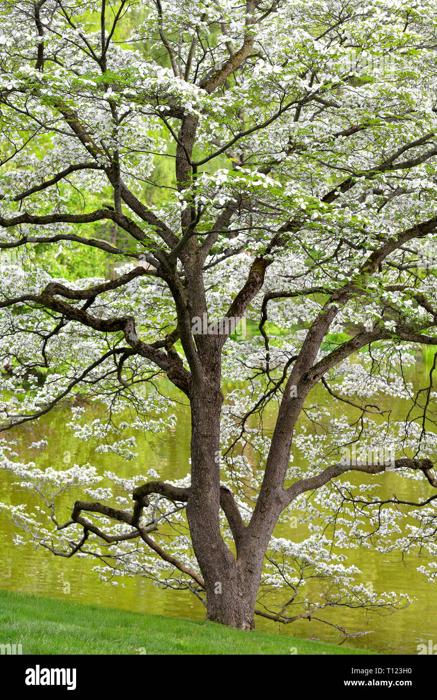 Flowering Dogwood, spring background Stock Photo - Alamy