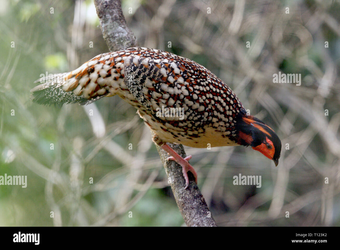 Cabot's Tragopan, Wuyishan, China Stock Photo - Alamy