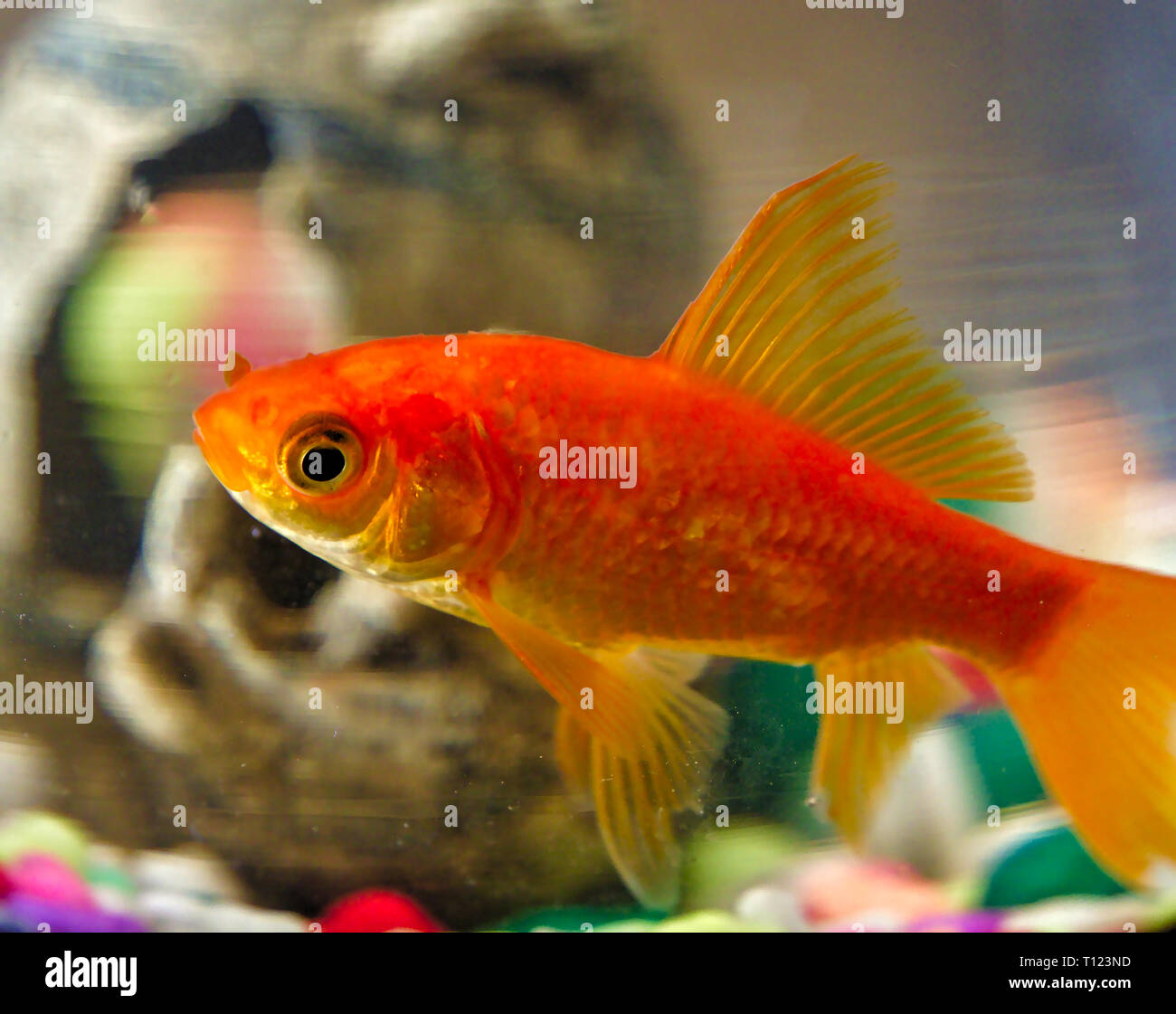 Beautiful goldfish in aquarium orange hi-res stock photography and ...