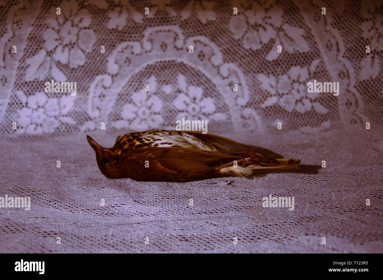 Still life of a dead thrush against white lace Stock Photo - Alamy