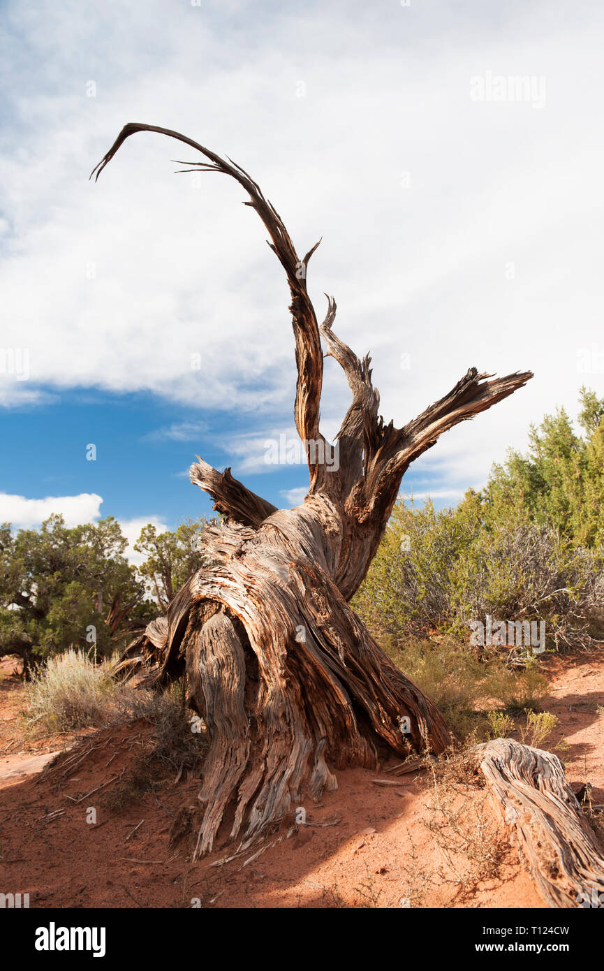 Gnarled tree trunks hi-res stock photography and images - Alamy
