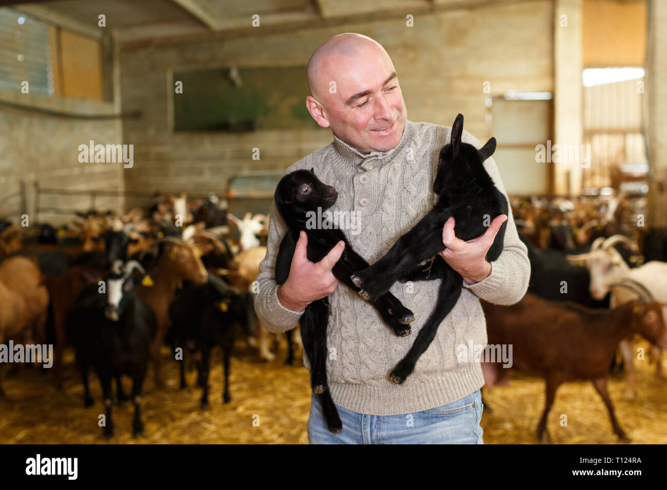 Positive farmer with goatlings on his hands Stock Photo - Alamy