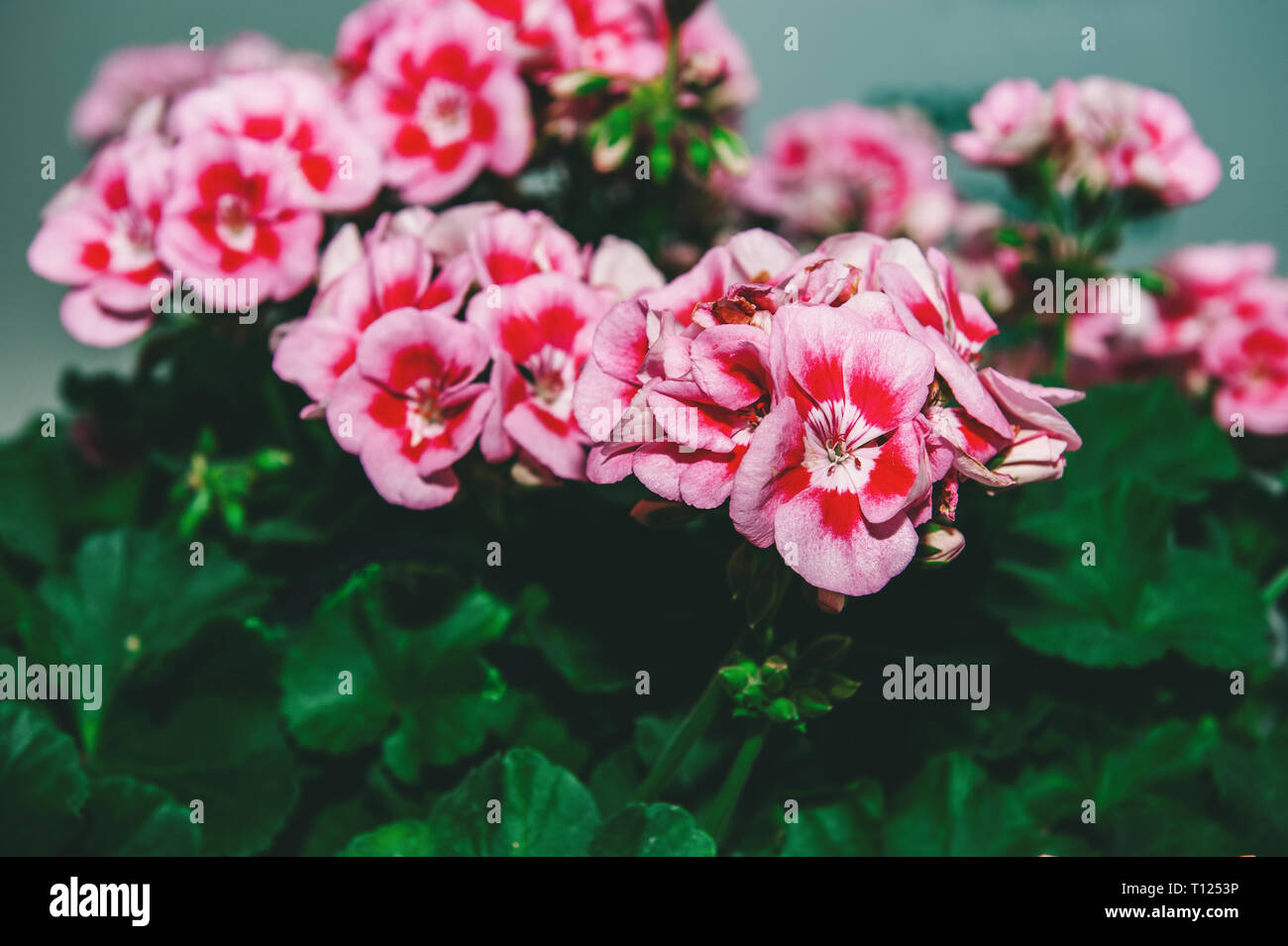 Large shrub of two-color pink geranium with flowers and buds. Close-up ...