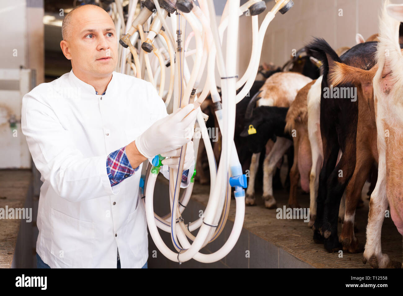 Goat milking device hi-res stock photography and images - Alamy
