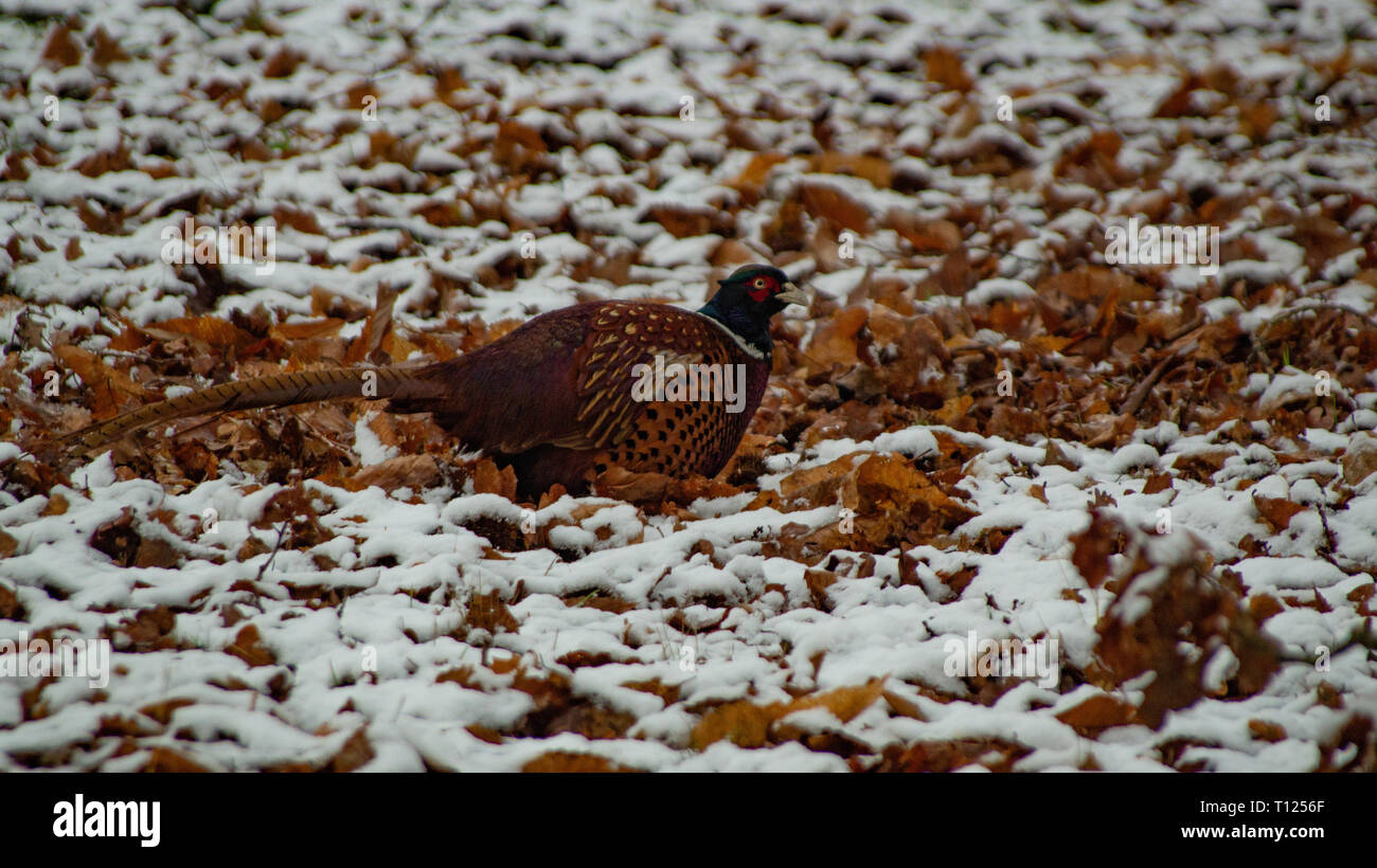 Pheasant in snow Stock Photo - Alamy