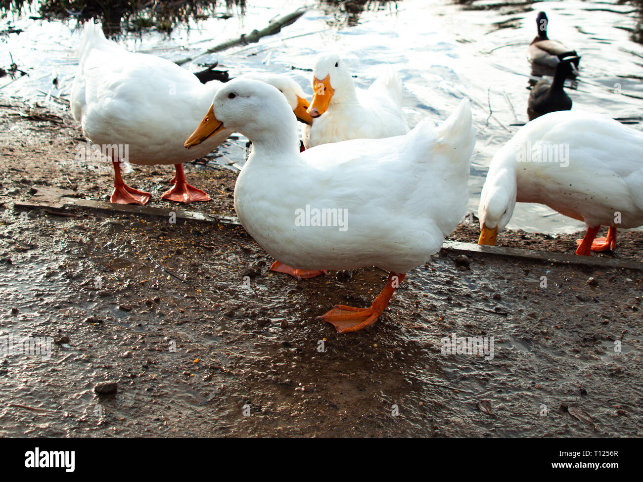 Pekin duckling farm hi-res stock photography and images - Alamy