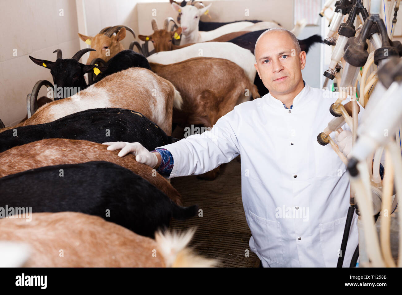 Portrait of professional breeder on goat farm ready for goat milking ...