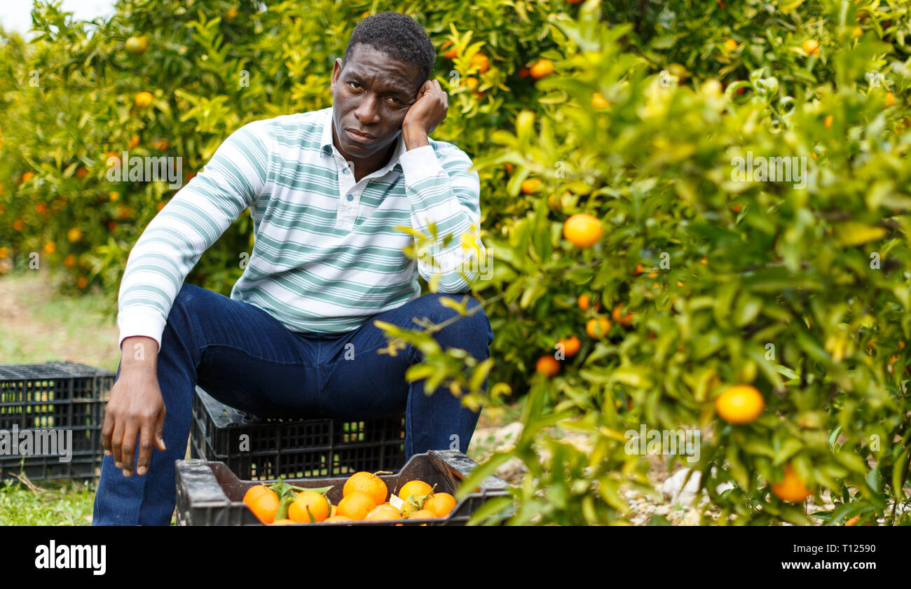 Tired African-American farmer sitting on citrus plantation near to box ...
