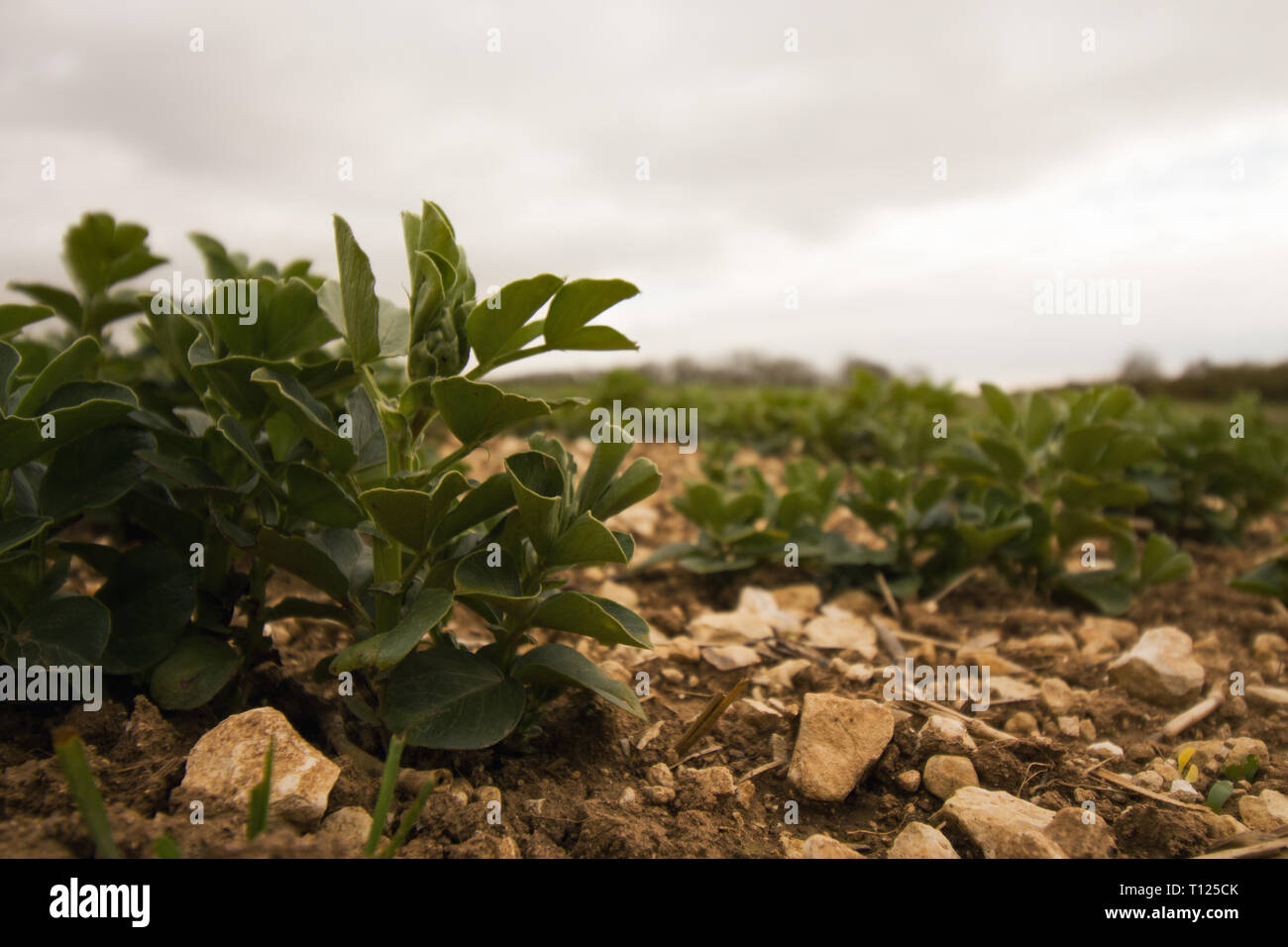 Rough crops hi-res stock photography and images - Alamy