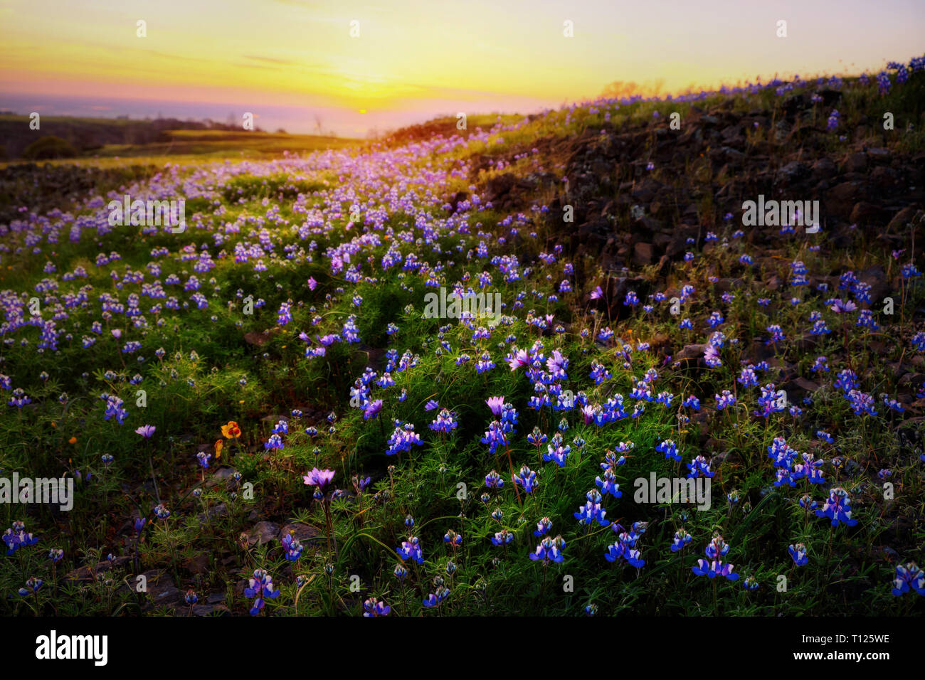 Northern california wildflowers hi-res stock photography and images - Alamy