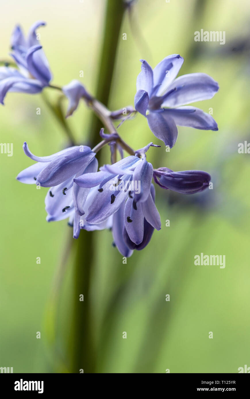 Hyacinthoides hispanica, the Spanish bluebell Stock Photo - Alamy