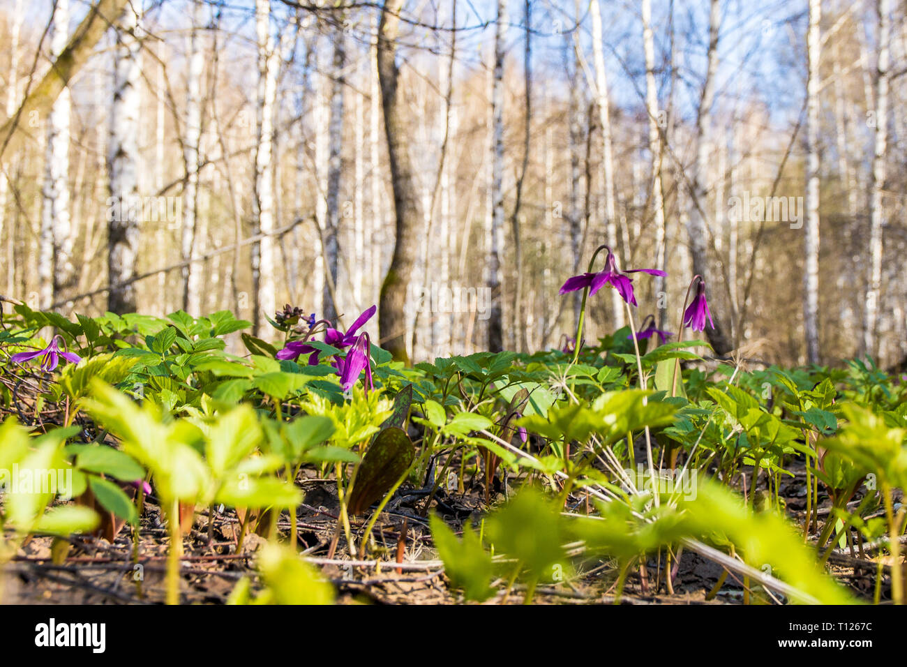 First spring flowers pulmonaria hi-res stock photography and images - Alamy