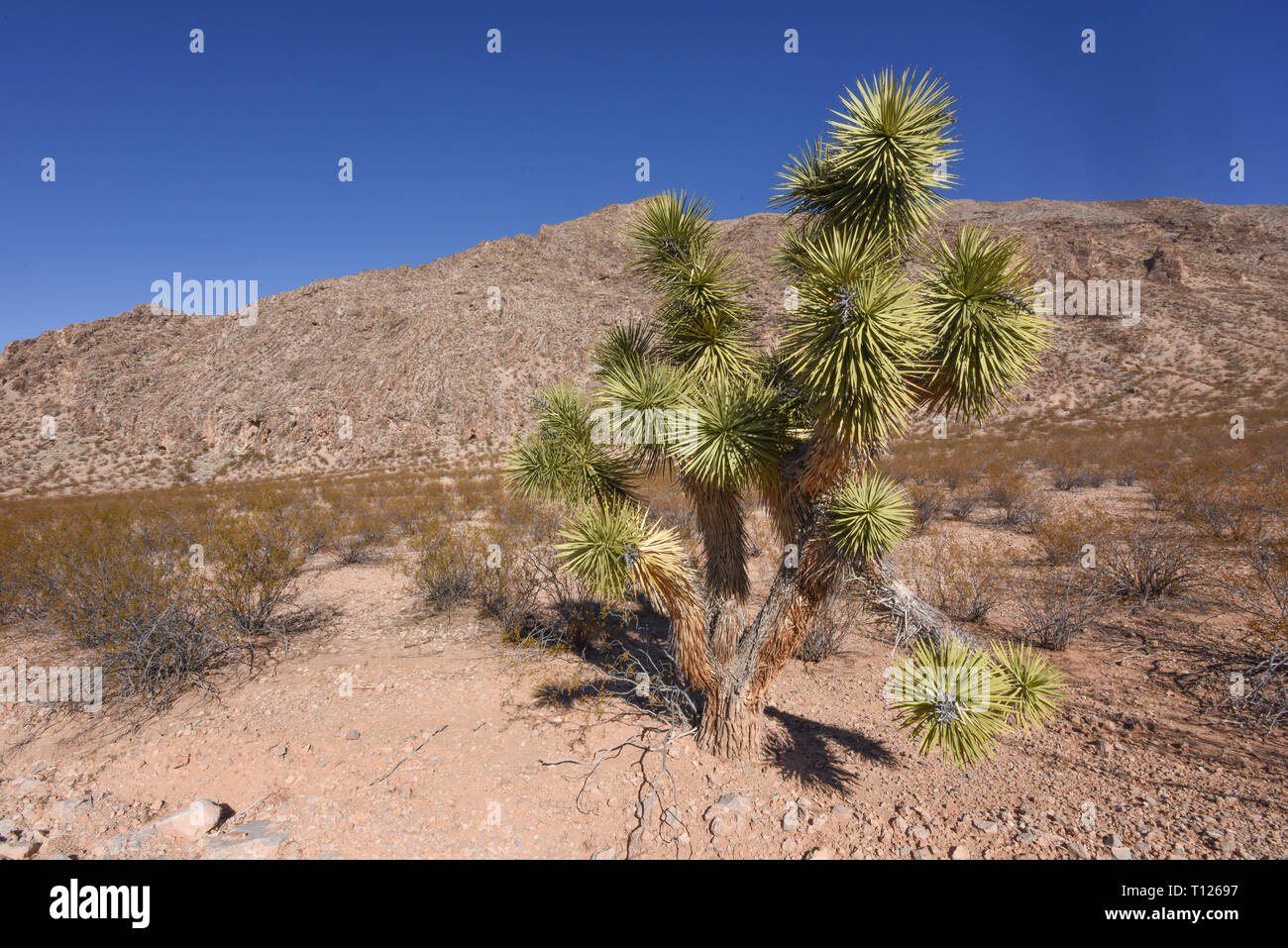 Gold Butte National Monument, Bunkerville, Nevada, USA Stock Photo - Alamy