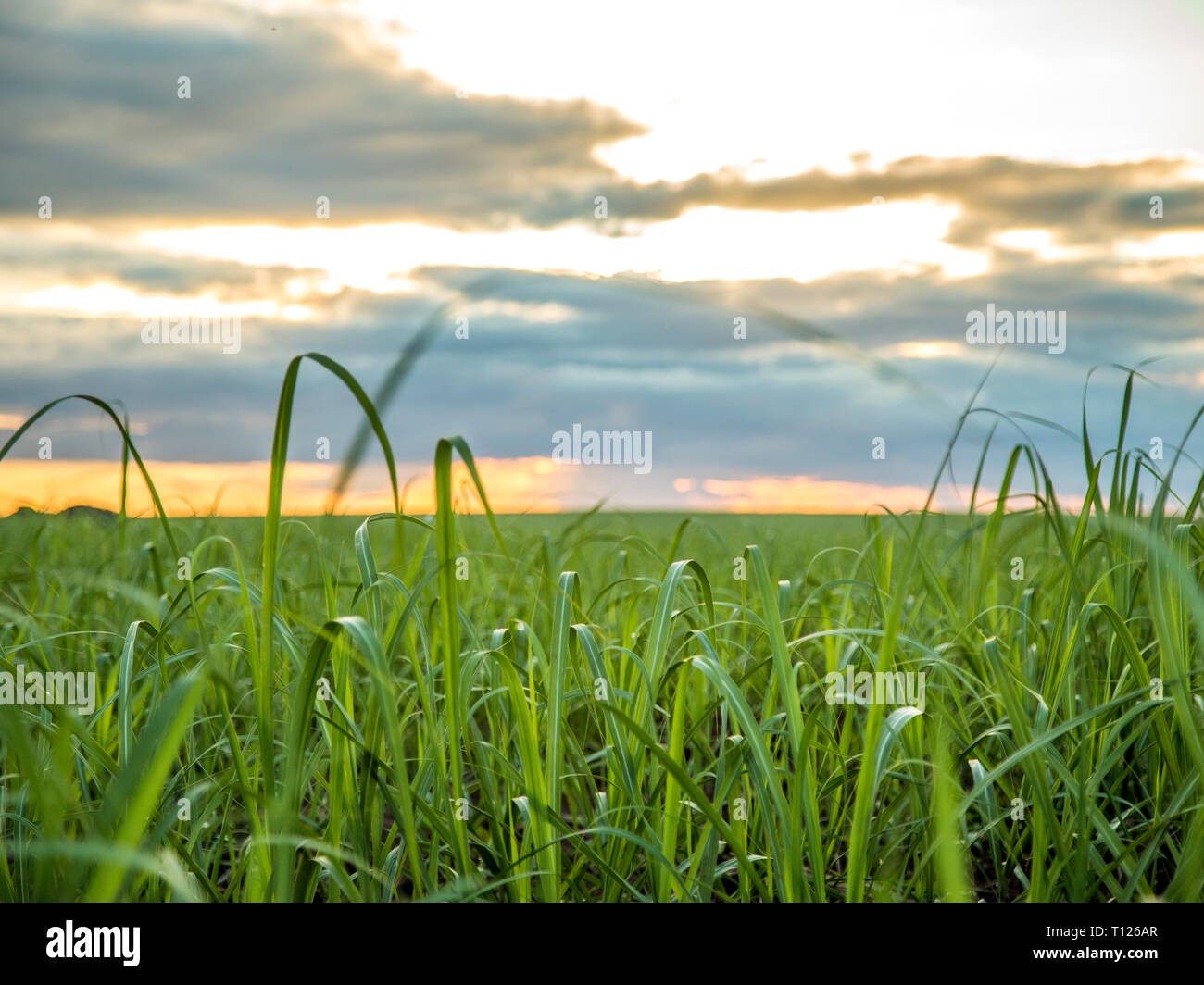 sugar cane plantation sunset view Stock Photo - Alamy