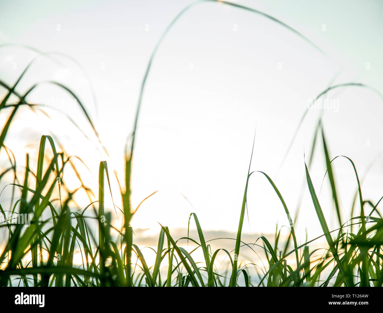 Sugar cane plantation sunset view hi-res stock photography and images ...