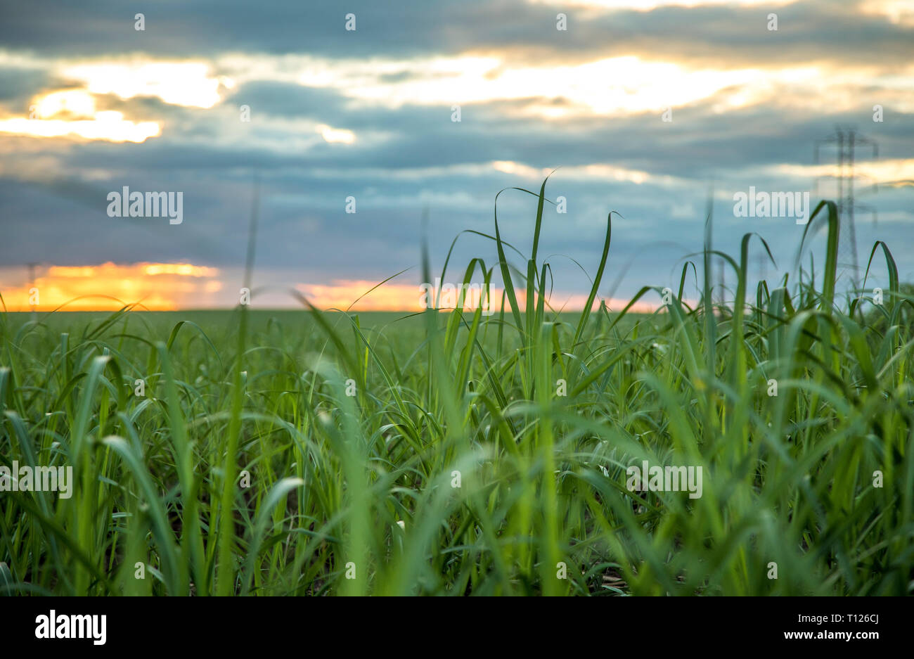 sugar cane plantation sunset view Stock Photo - Alamy