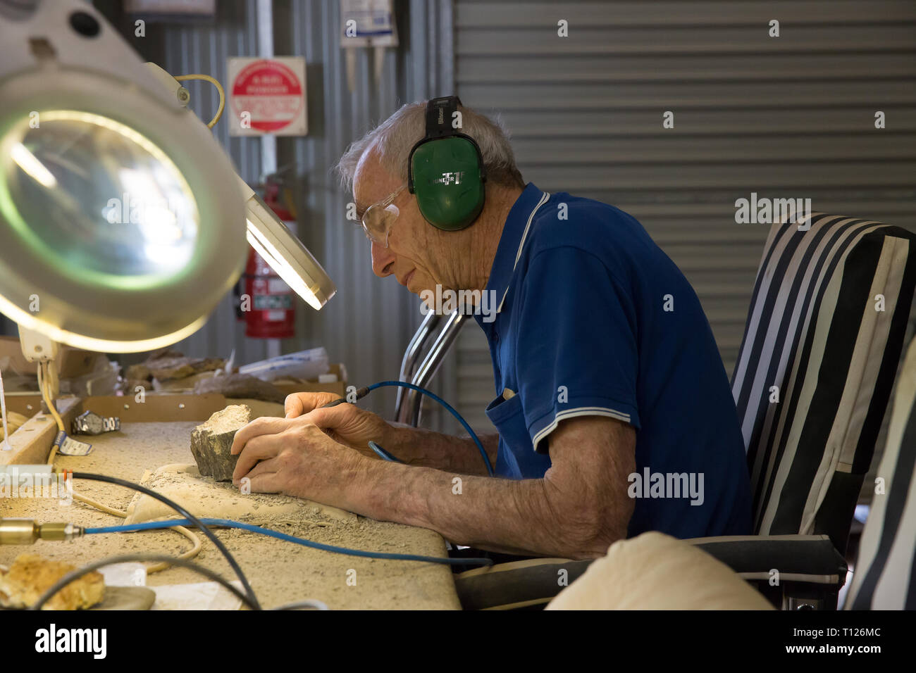 Volunteers extract the bones from rock at the dinosaur bone preparation ...