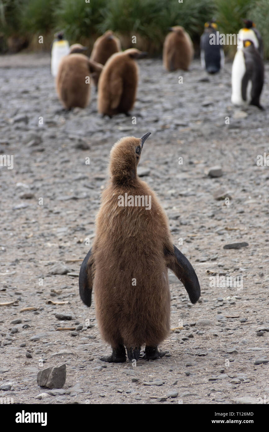 An oakum boy or juvenile king penguin with his back to the camera. More ...