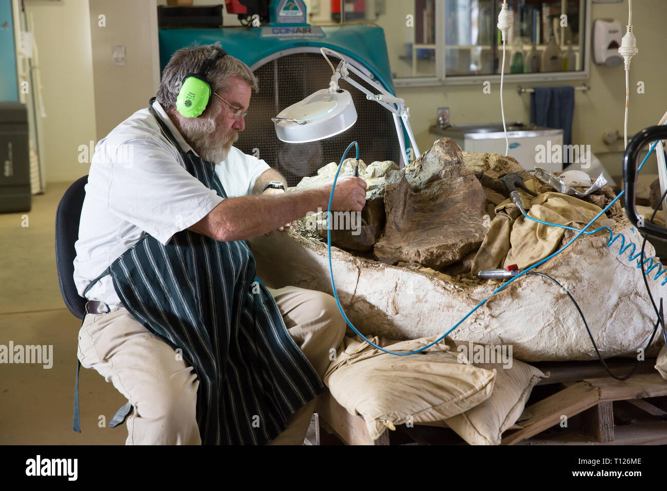 Volunteers extract the bones from rock at the dinosaur bone preparation ...