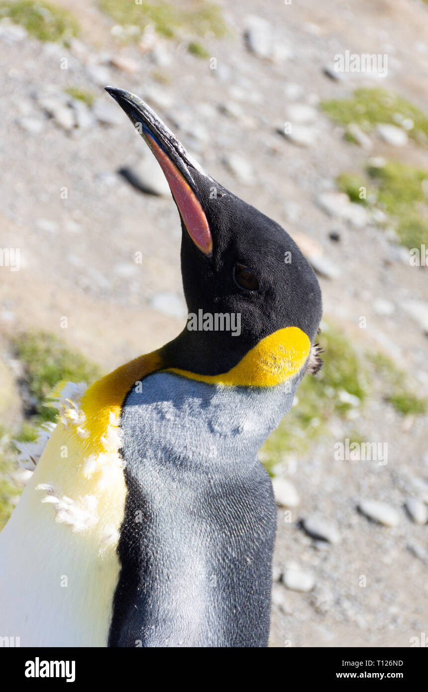 Portrait of a molting king penguin photographed close up at an angle ...