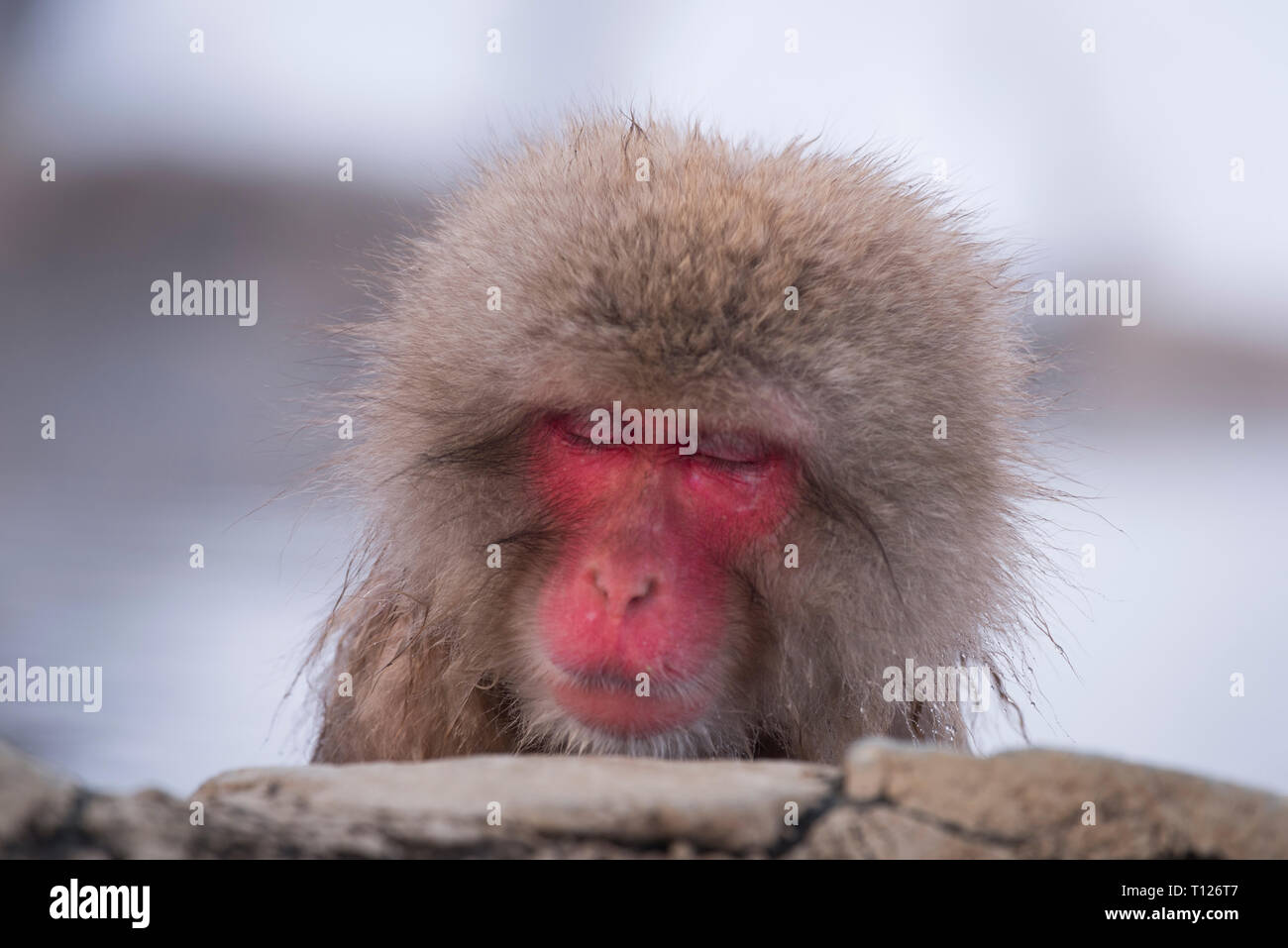 Snow Monkey Relaxing in a Hot Spring Stock Photo - Alamy