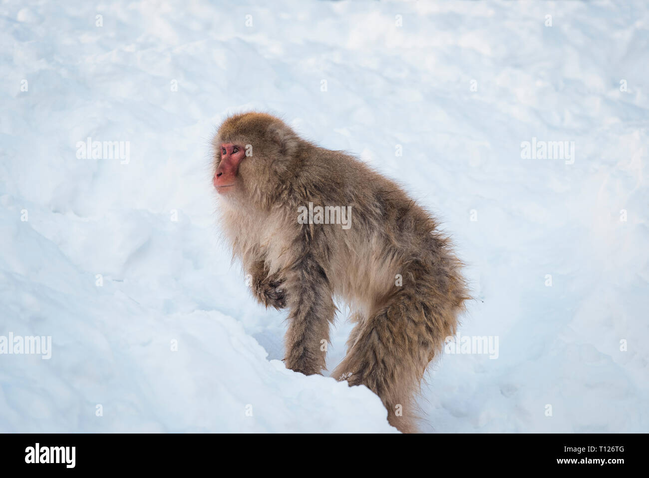 Japanese snow monkey walking hi-res stock photography and images - Alamy