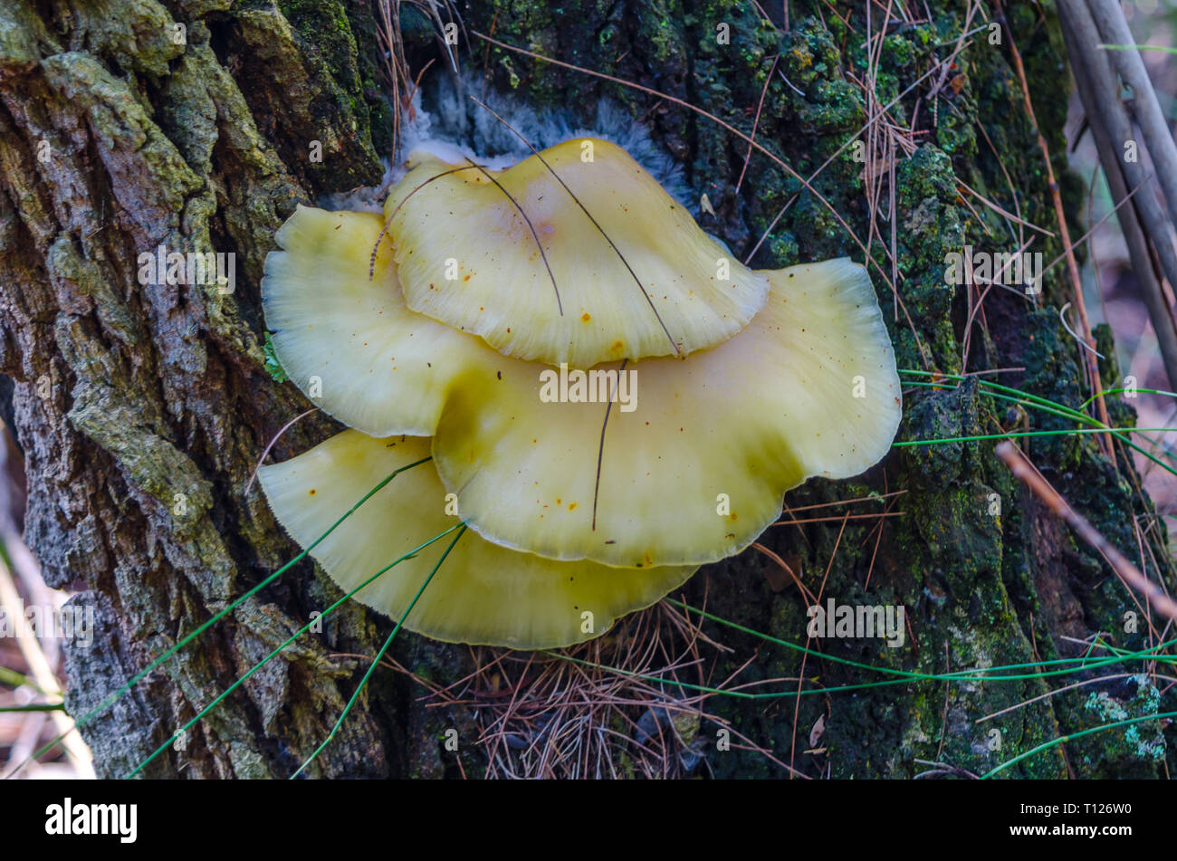 Australian native fungi hi-res stock photography and images - Alamy