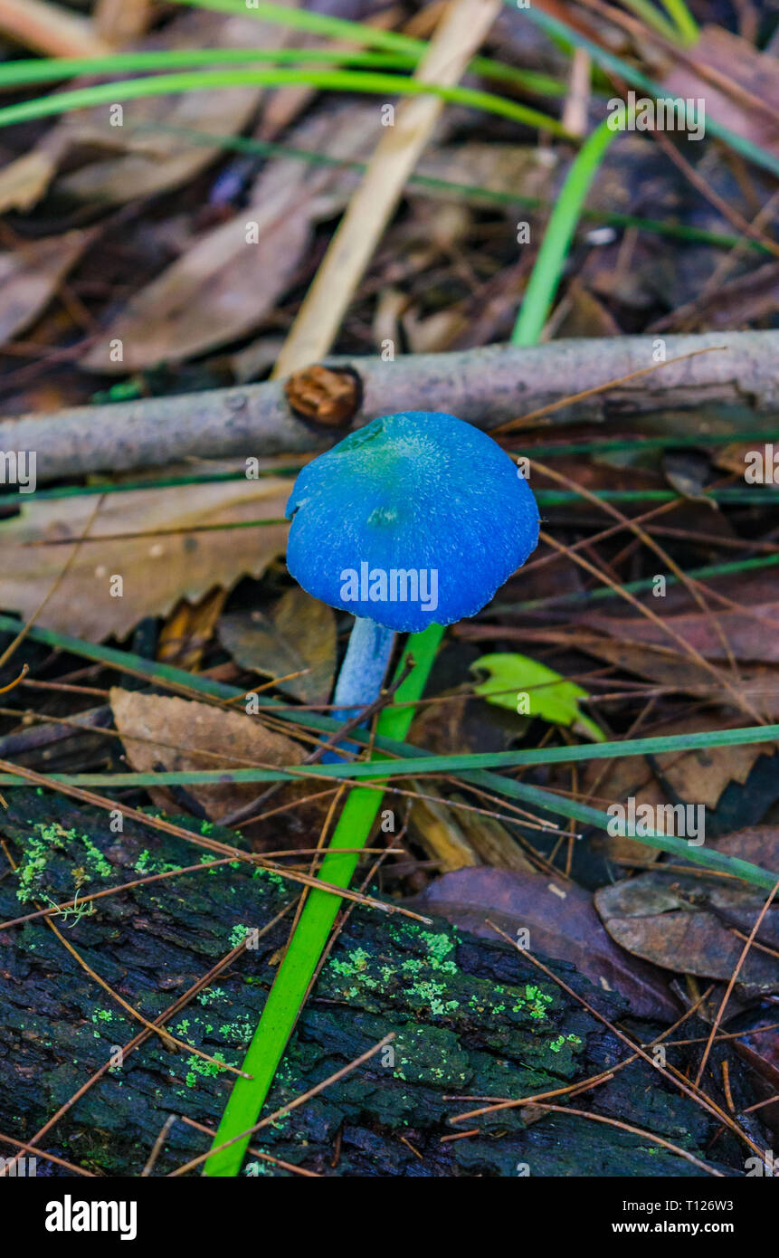 Australian native fungi hi-res stock photography and images - Alamy