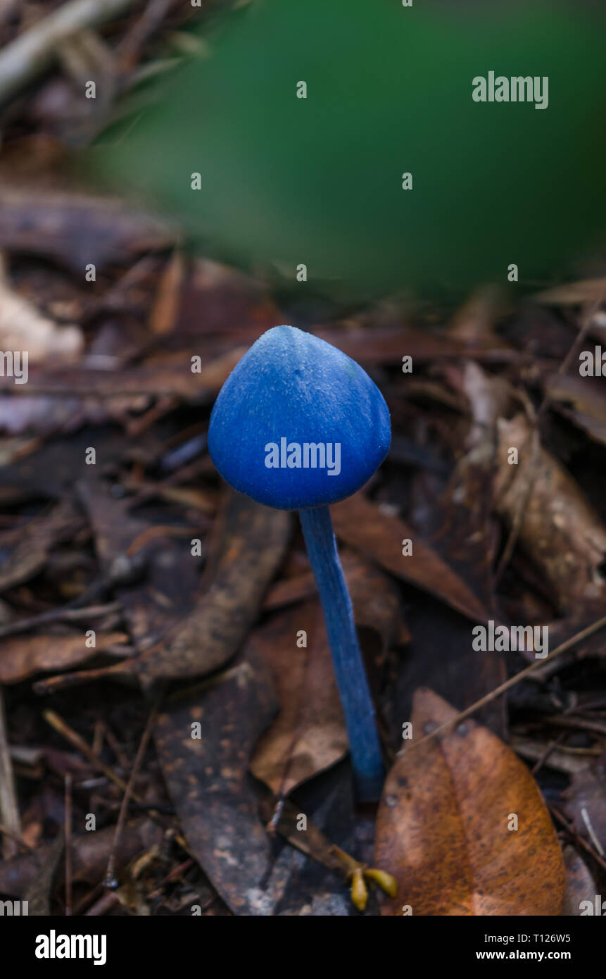 Australian native mushroom hi-res stock photography and images - Alamy
