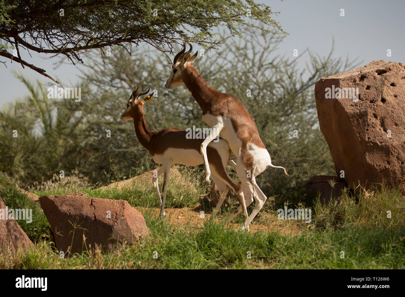Al Ain Zoo Gate