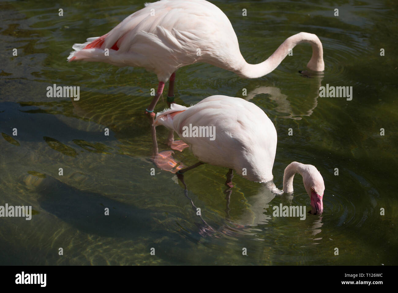Flamingos enjoying near pond at the Al Ain Zoo Stock Photo - Alamy