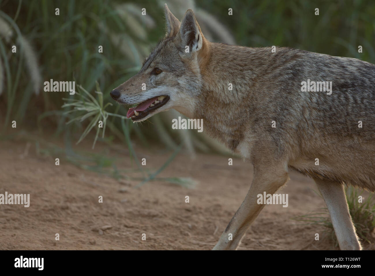 Zoo Animals Cage High Resolution Stock Photography and Images - Alamy