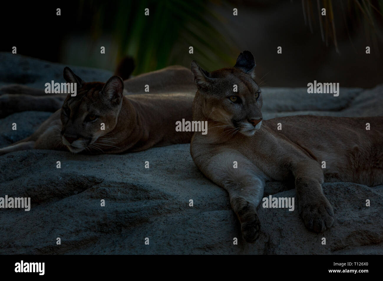 A Puma couple relaxing and getting angry seeing the mob outside the ...