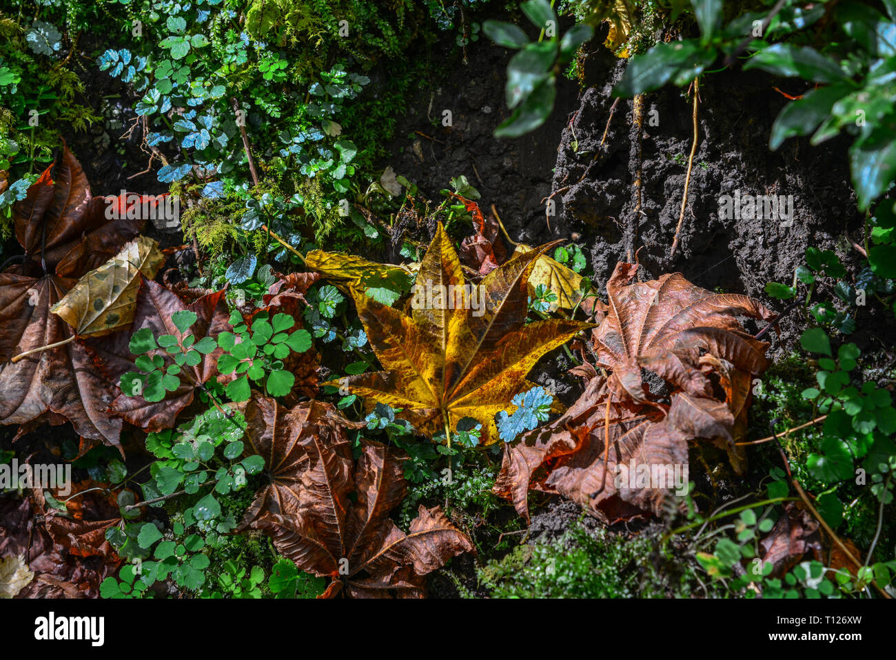 Nepal tree leaves autumn hi-res stock photography and images - Alamy