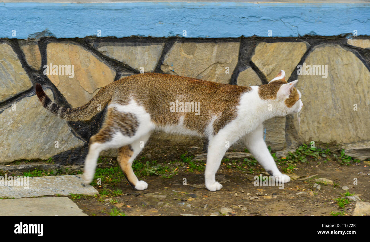 A cat playing at rural house in Pokhara, Nepal Stock Photo - Alamy