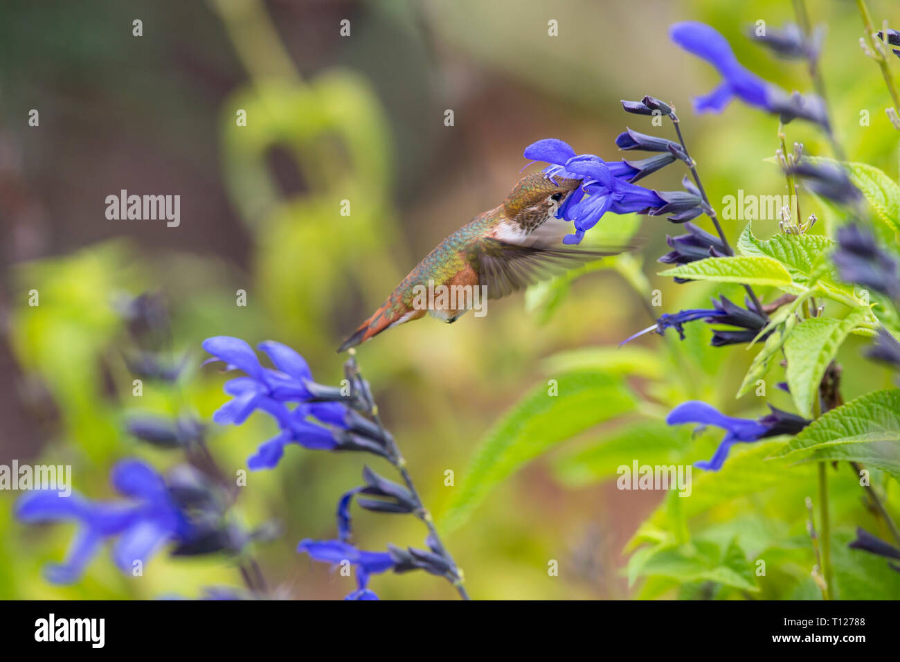 Allen's Hummingbird feeding on salvia flower Stock Photo - Alamy