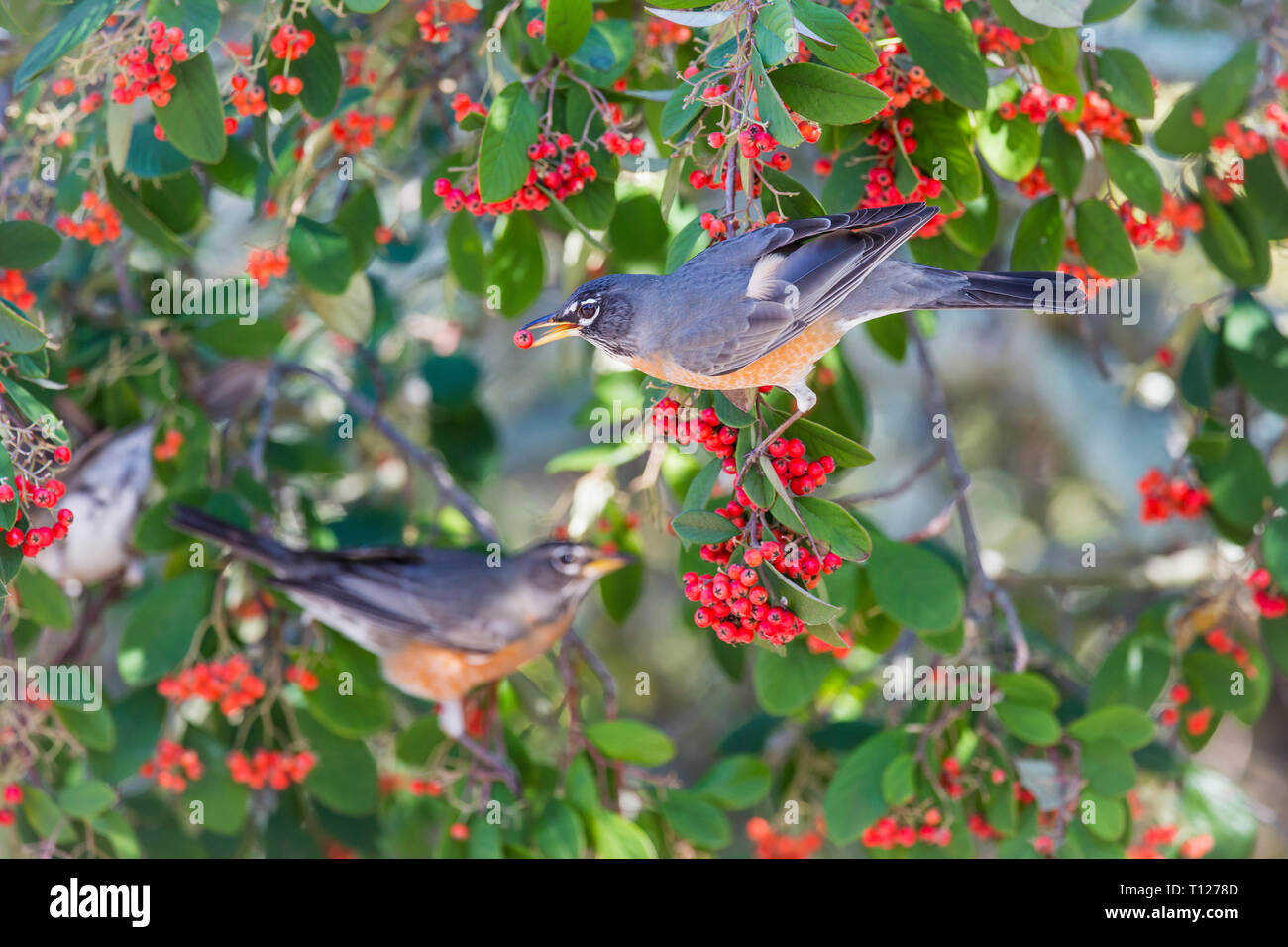 American Robins feeding on berries, a winter food source, Santa Rosa ...