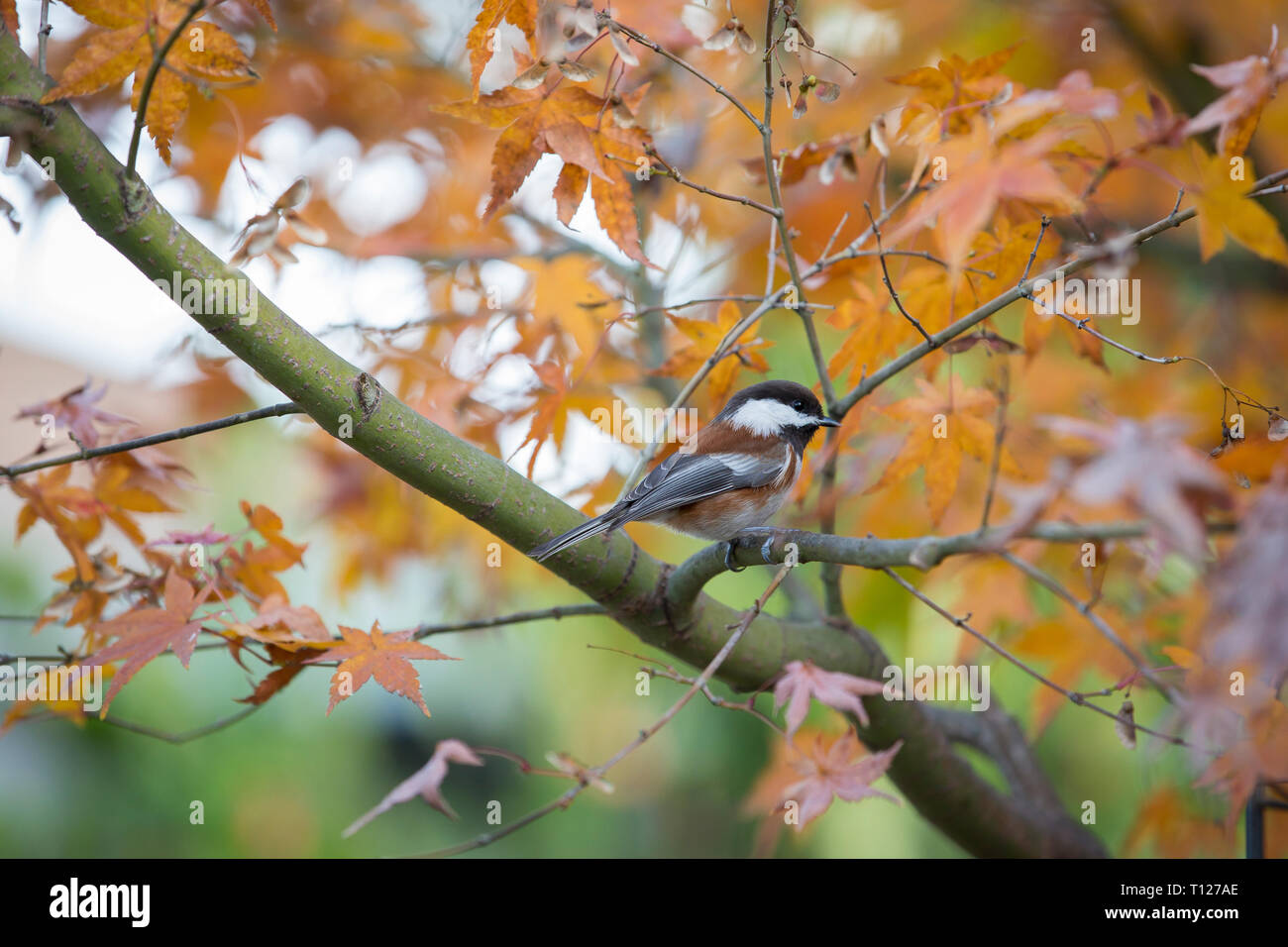 Chestnut-backed Chickadee in maple tree, Santa Rosa, California Stock ...