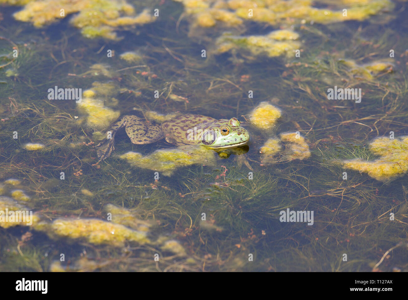 Frog in wastewater treatment pond in Petaluma, California Stock Photo ...