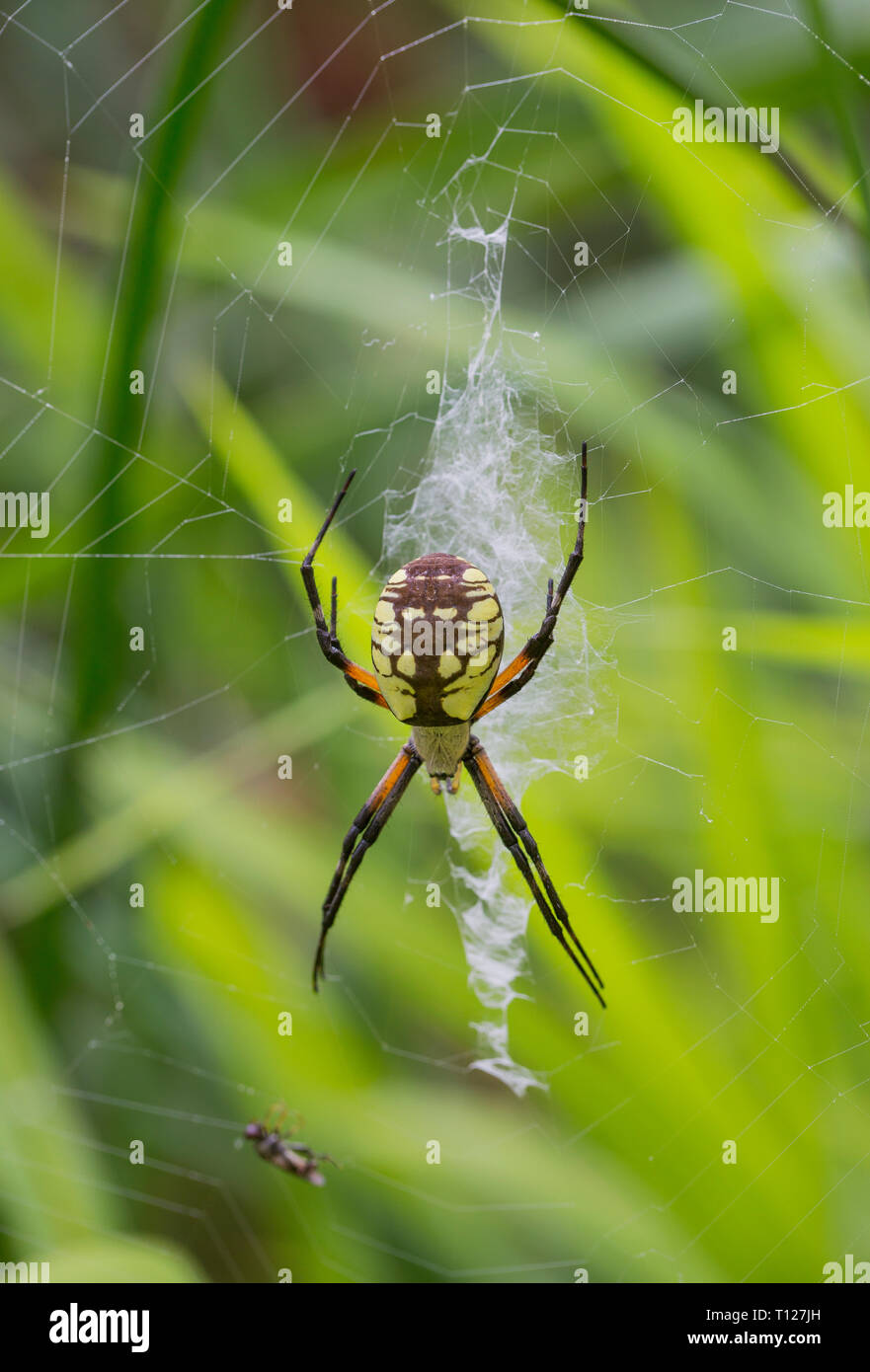 Yellow garden spider with insect caught in web Stock Photo - Alamy