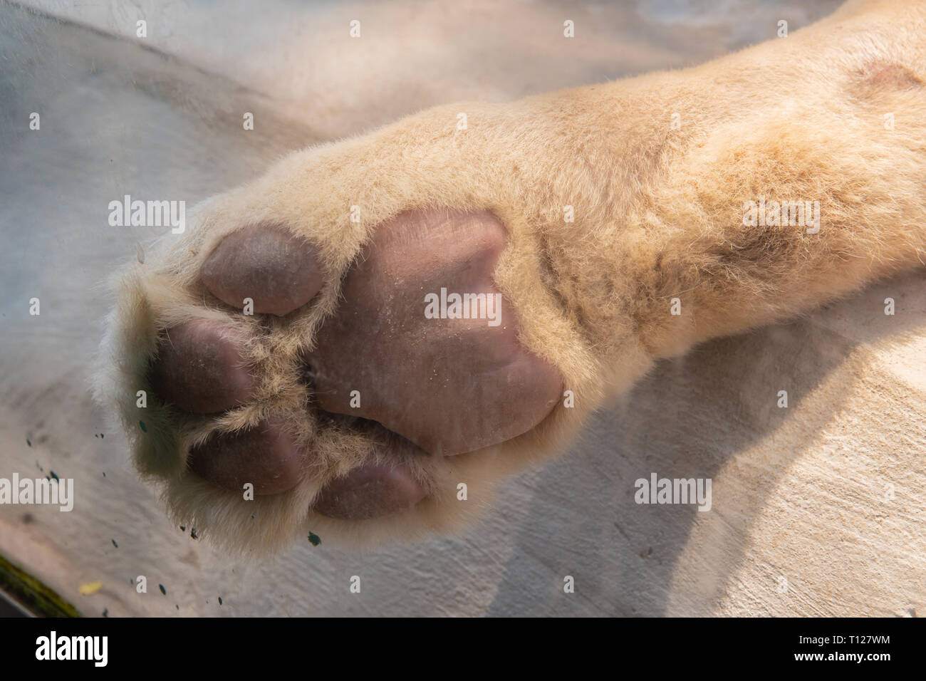Lion feet hi-res stock photography and images - Alamy