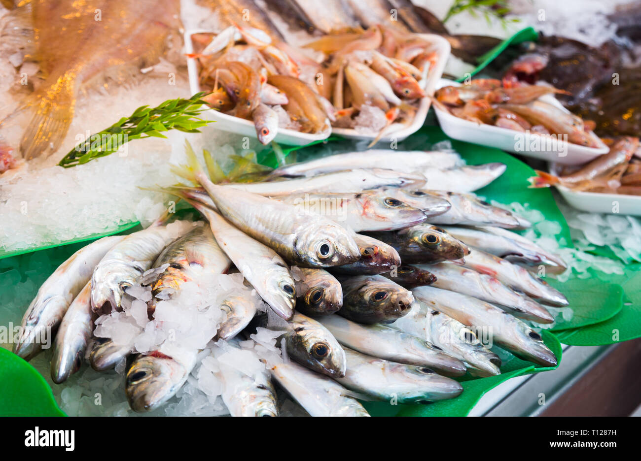 Grenadier fish in the ocean hi-res stock photography and images - Alamy