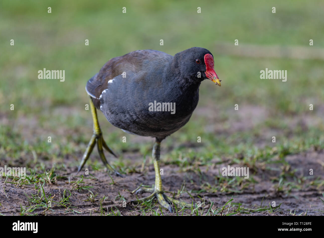 Common moorhen (Gallinula chloropus Stock Photo - Alamy