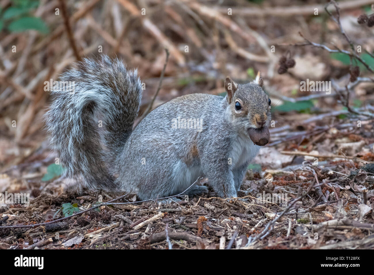 Eastern gray squirrel (Sciurus carolinensis Stock Photo - Alamy