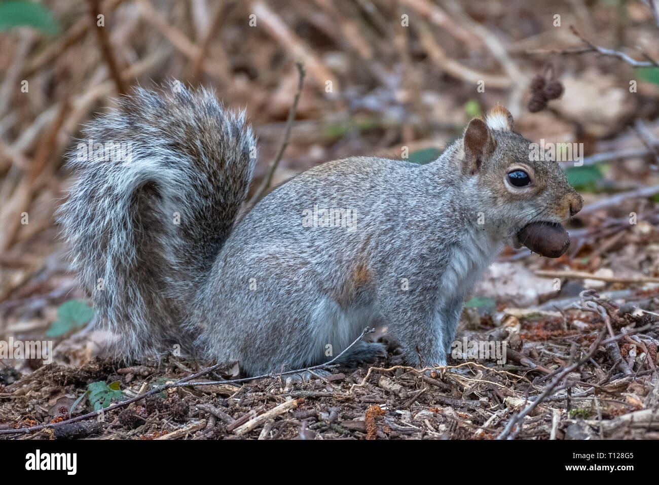 Eastern gray squirrel (Sciurus carolinensis Stock Photo - Alamy