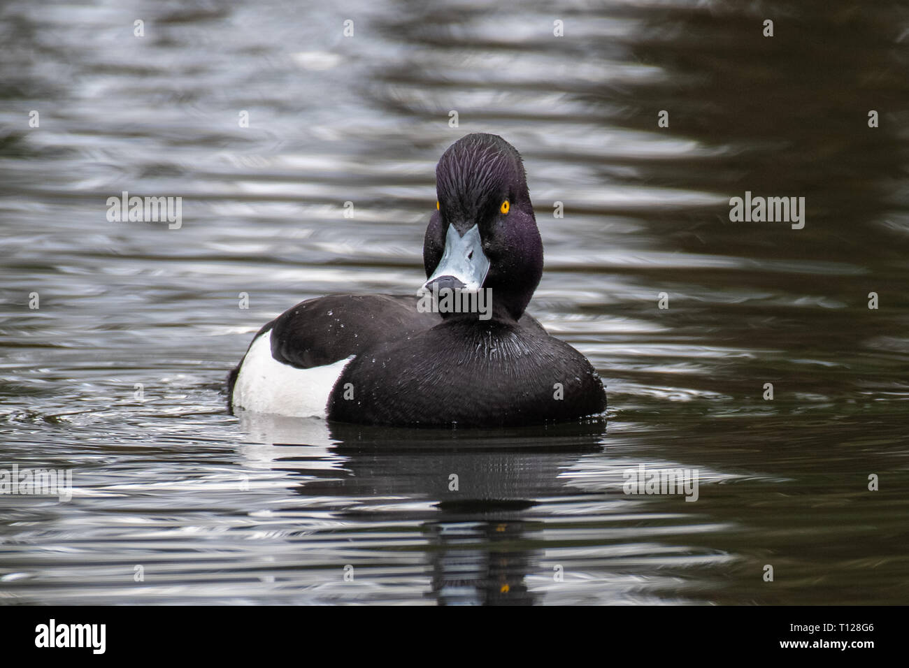 Tufted duck (Aythya fuligula Stock Photo - Alamy